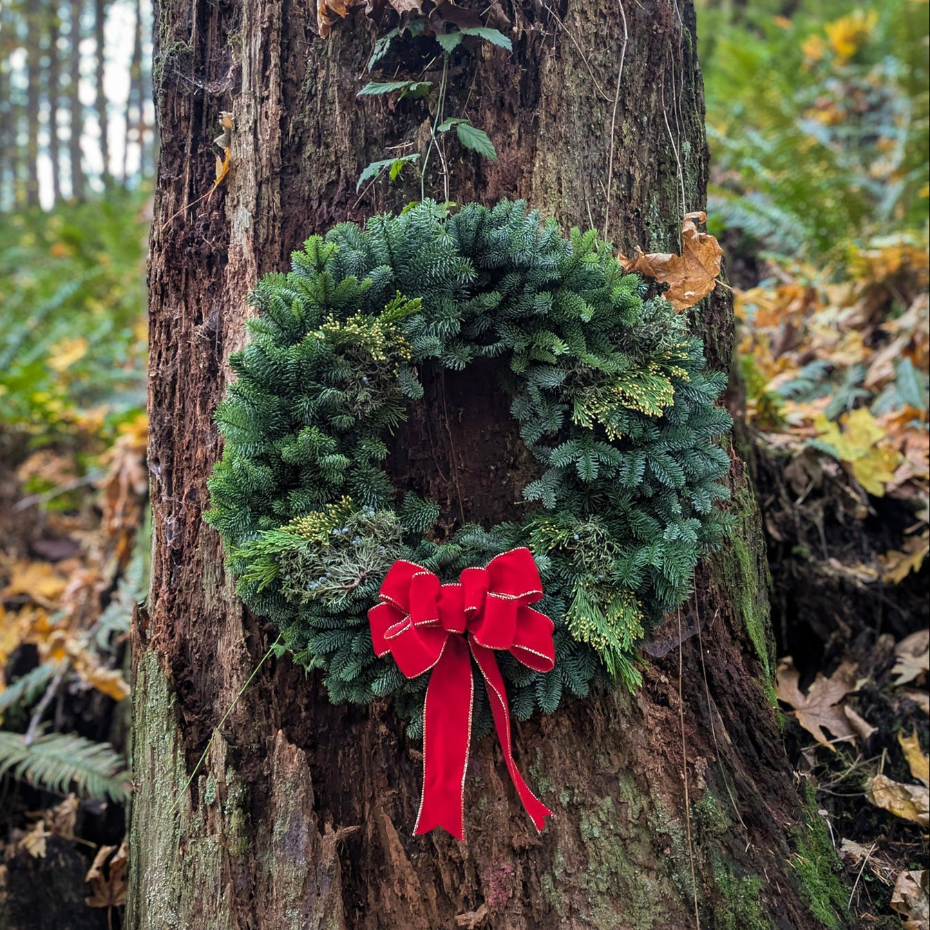 Yuletide Classic 26" Fresh Wreath – WreathCo